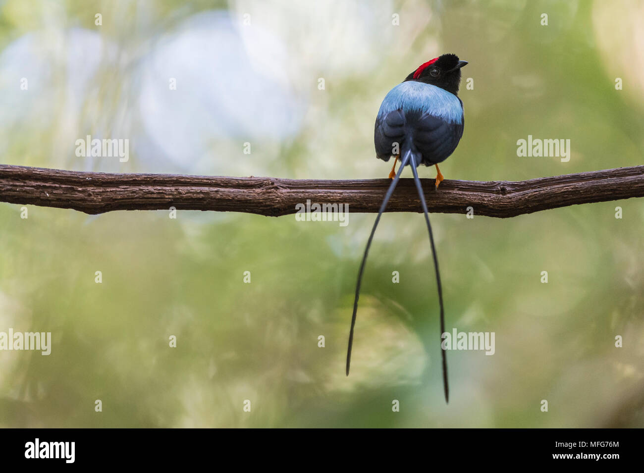 Long-tailed manakin, Chiroxiphia linearis, male, Costa Rica Stock Photo ...