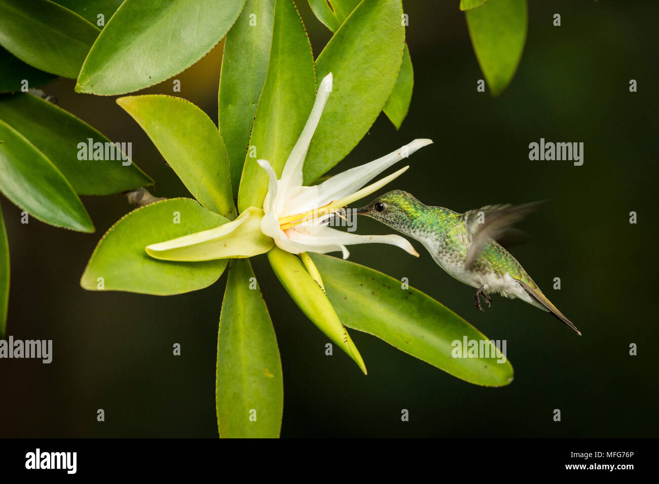 Mangrove hummingbird hi-res stock photography and images - Alamy