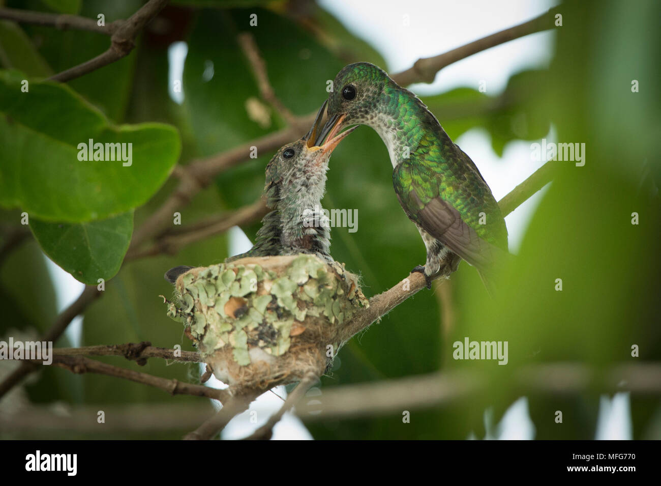 Mangrove Hummingbird High Resolution Stock Photography and Images - Alamy