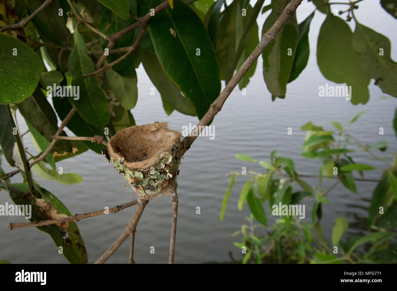 The empty nest of the mangrove hummingbird, Amazilia boucardi after ...