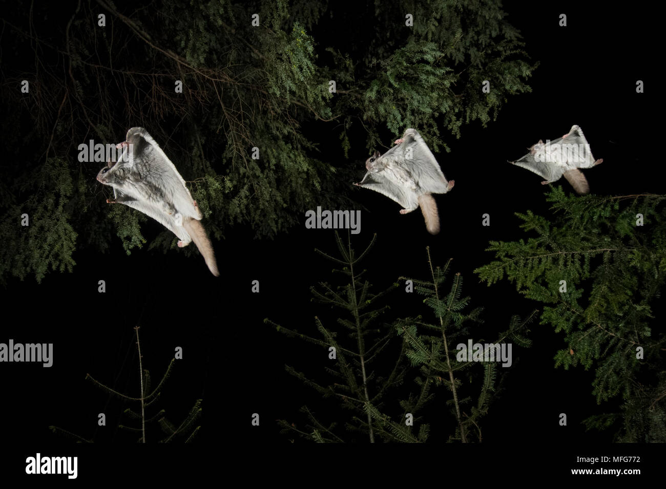 Flying squirrel hi-res stock photography and images - Alamy