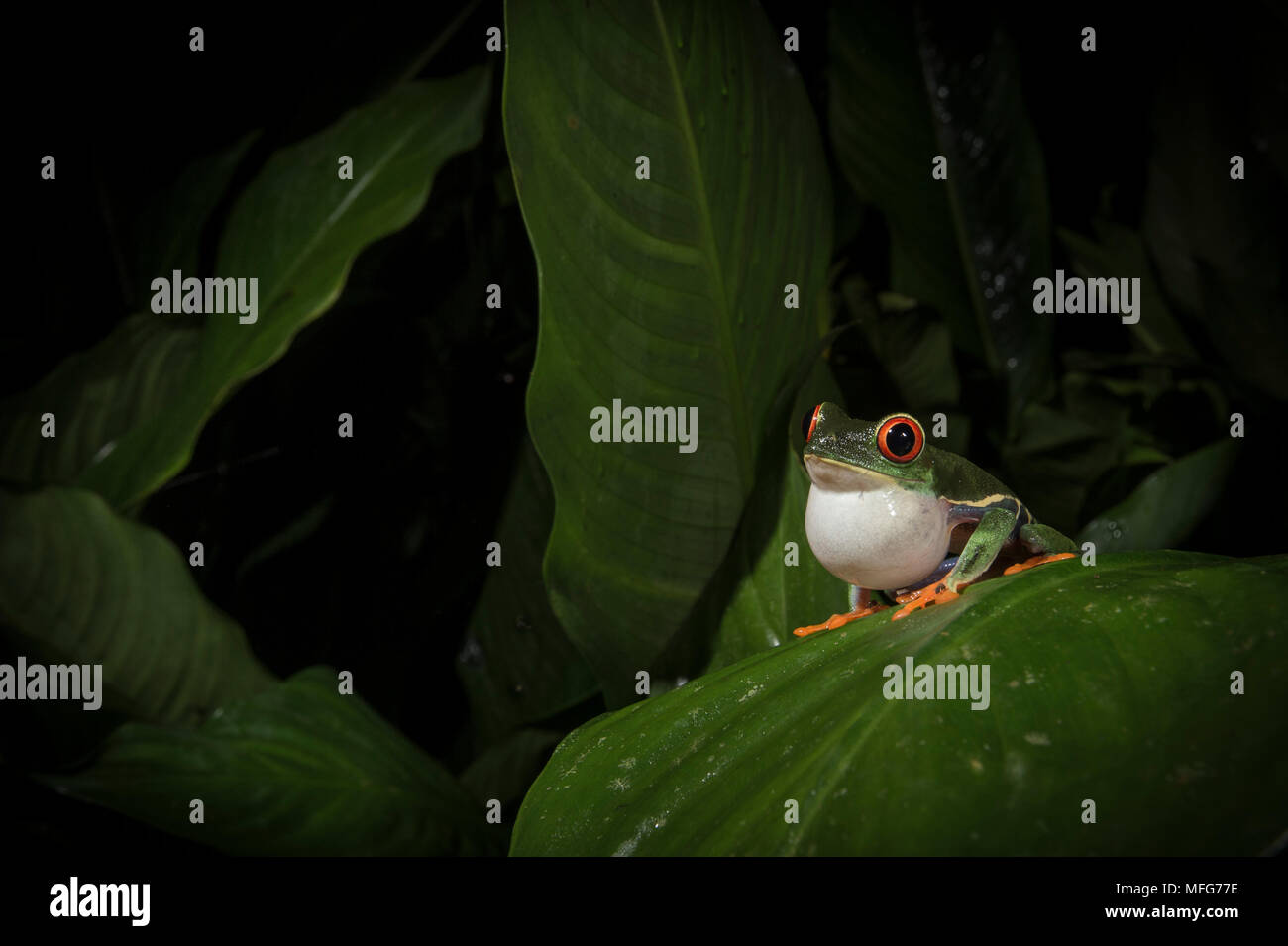 Red-eyed tree frog, Agalychnis callidryas, calls to attract a mate in ...
