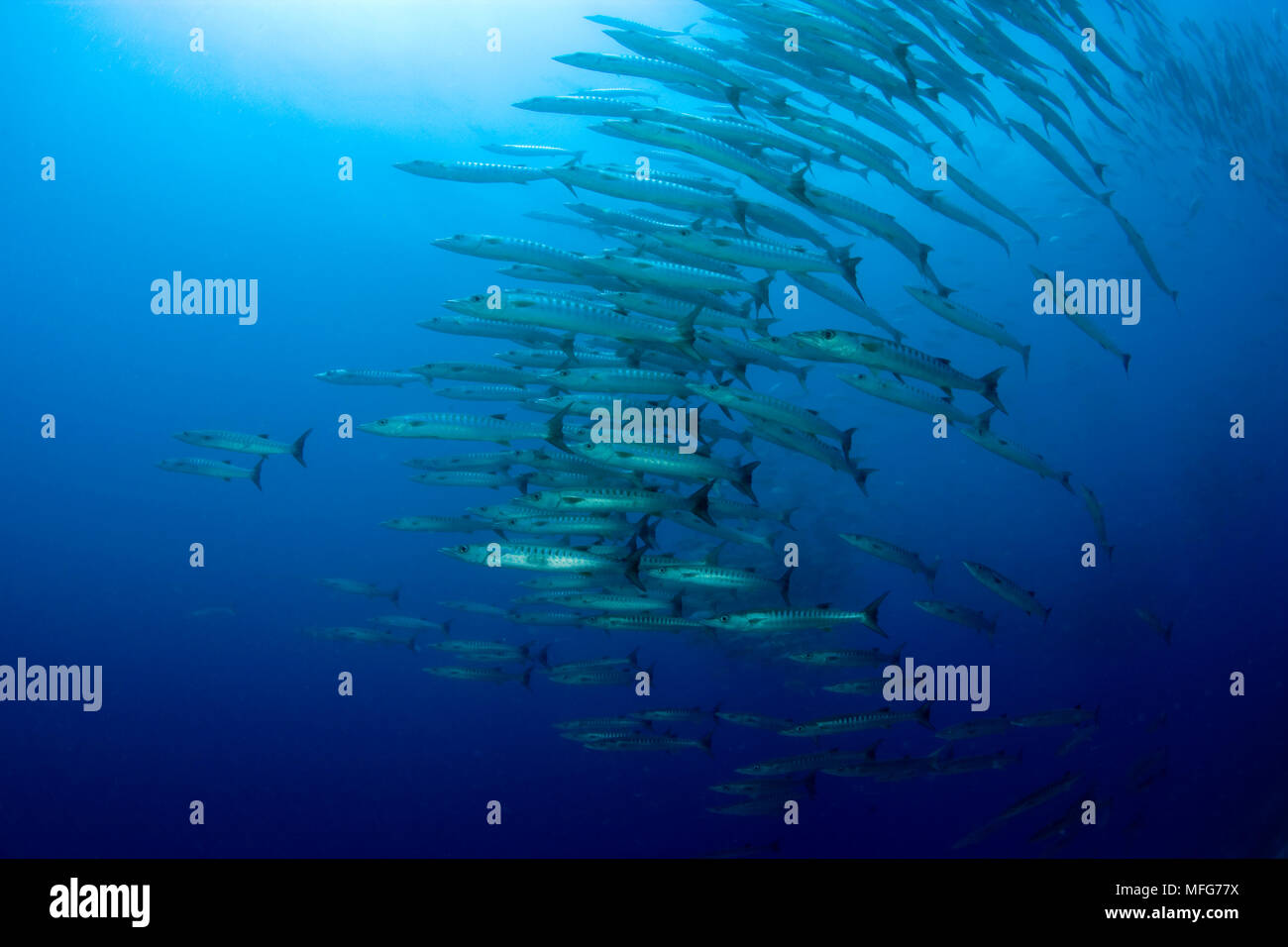 scuba diver with school of barracuda, Sphyraena qenie, Black Forest ...