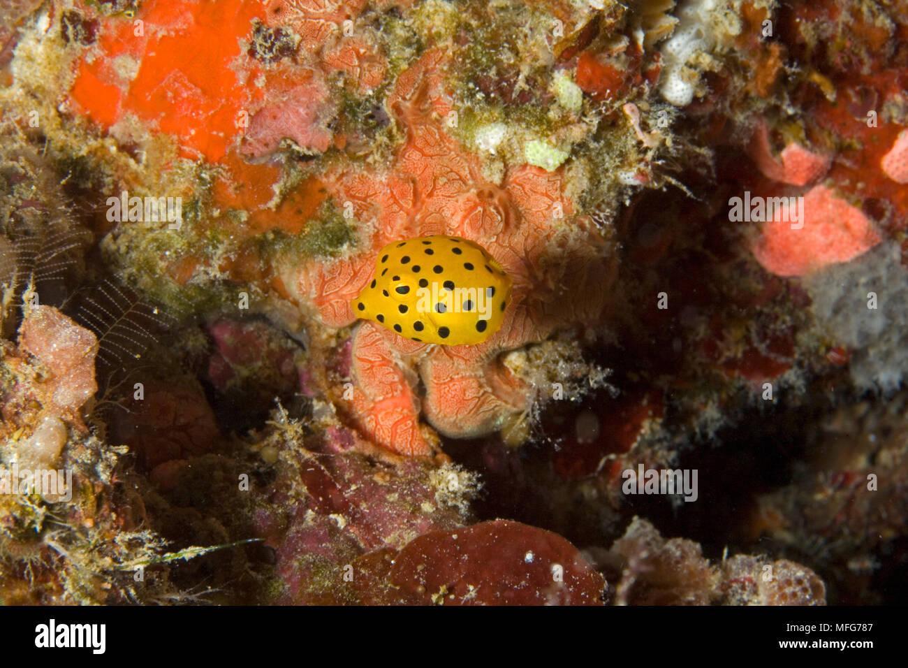 juvenile, cube box fish, Ostracion cubicus, Divers Heaven Reef, Beach ...