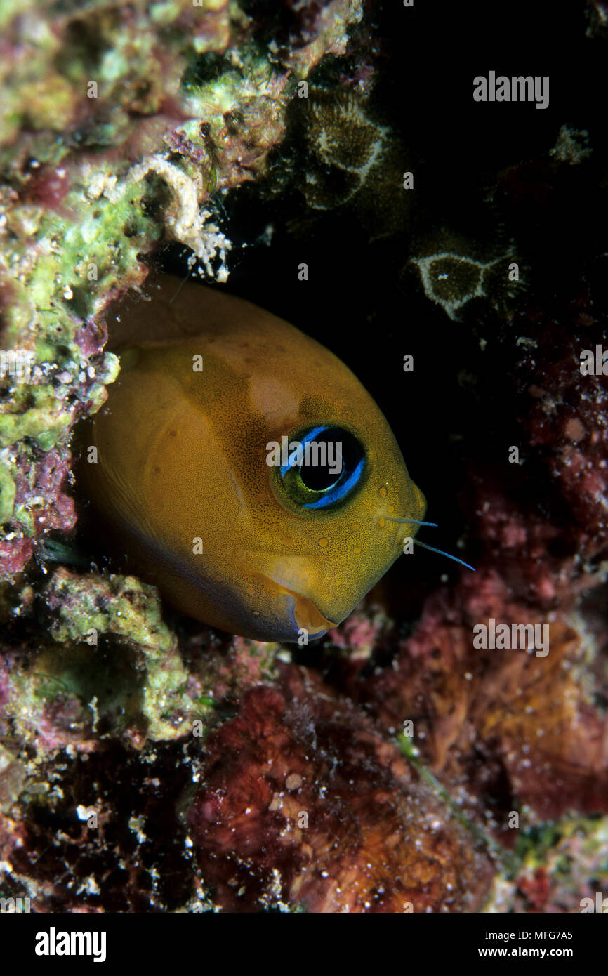 Midas blenny, Ecsenius midas, Aldabra Atoll, Natural World Heritage ...