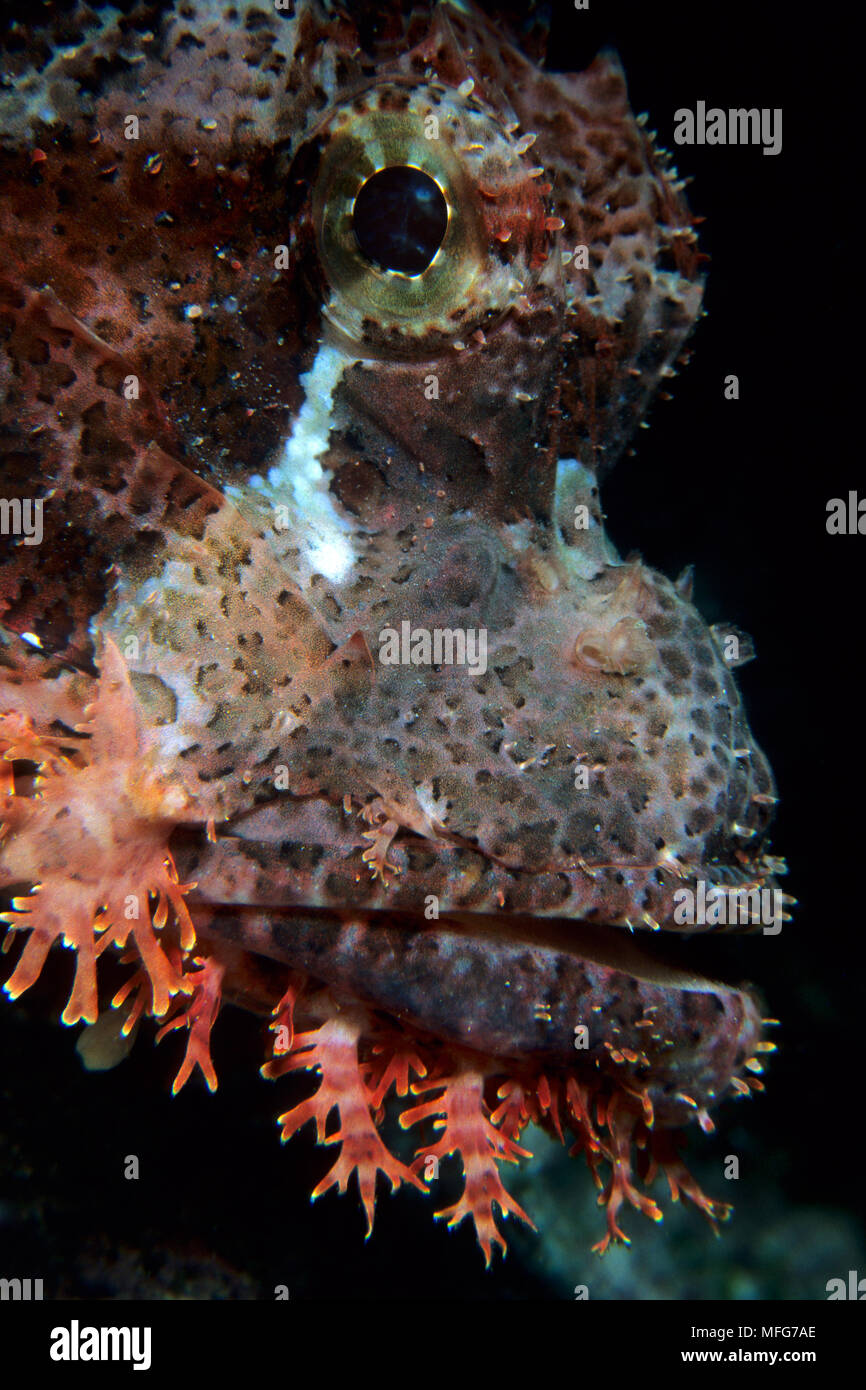 tasseled scorpionfish, Scorpaenopsis oxycephala, Aldabra Atoll, Natural ...