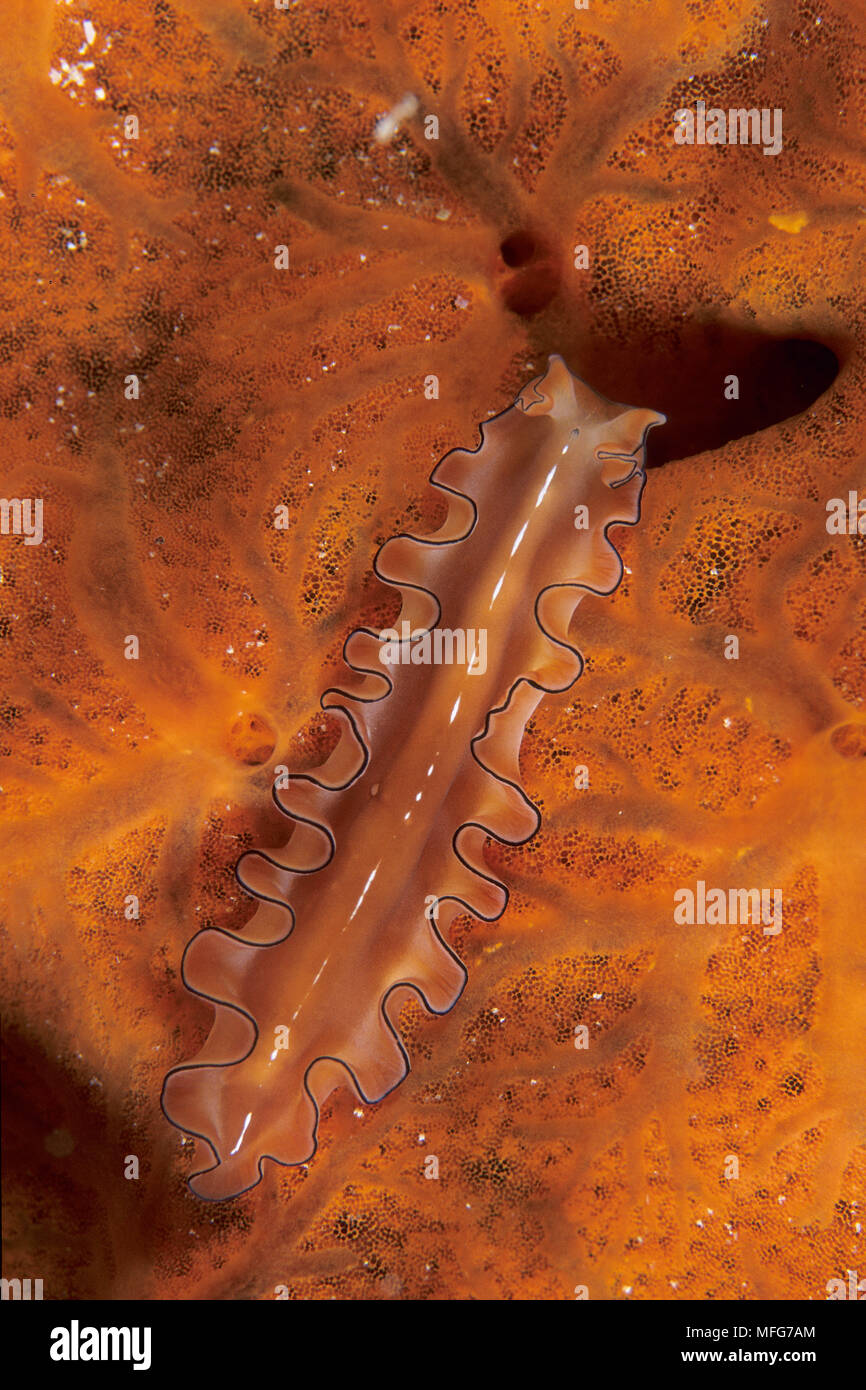 Flat worm hi-res stock photography and images - Alamy