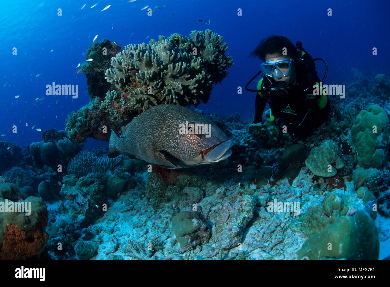 scuba diver with giant sweetlips, Plectorhinchus obscurus, Aldabra ...