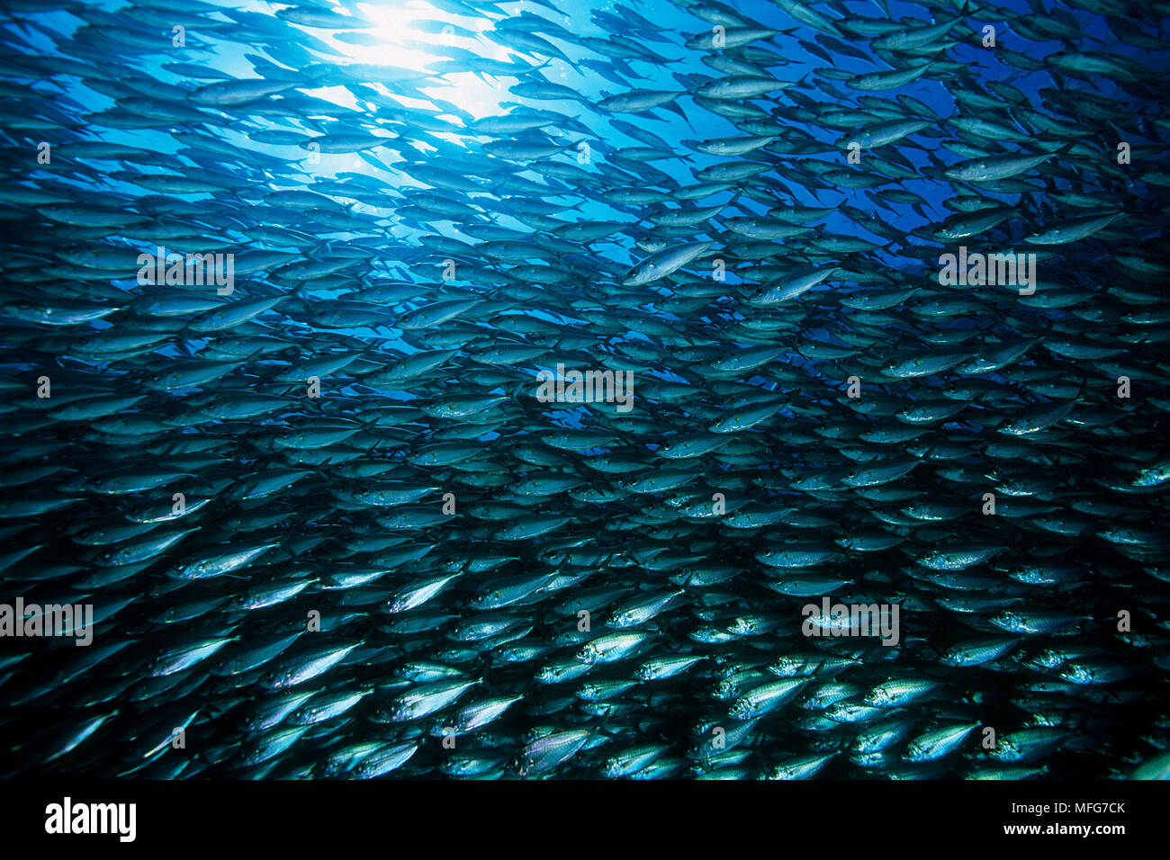 Harengula thrissina hi-res stock photography and images - Alamy