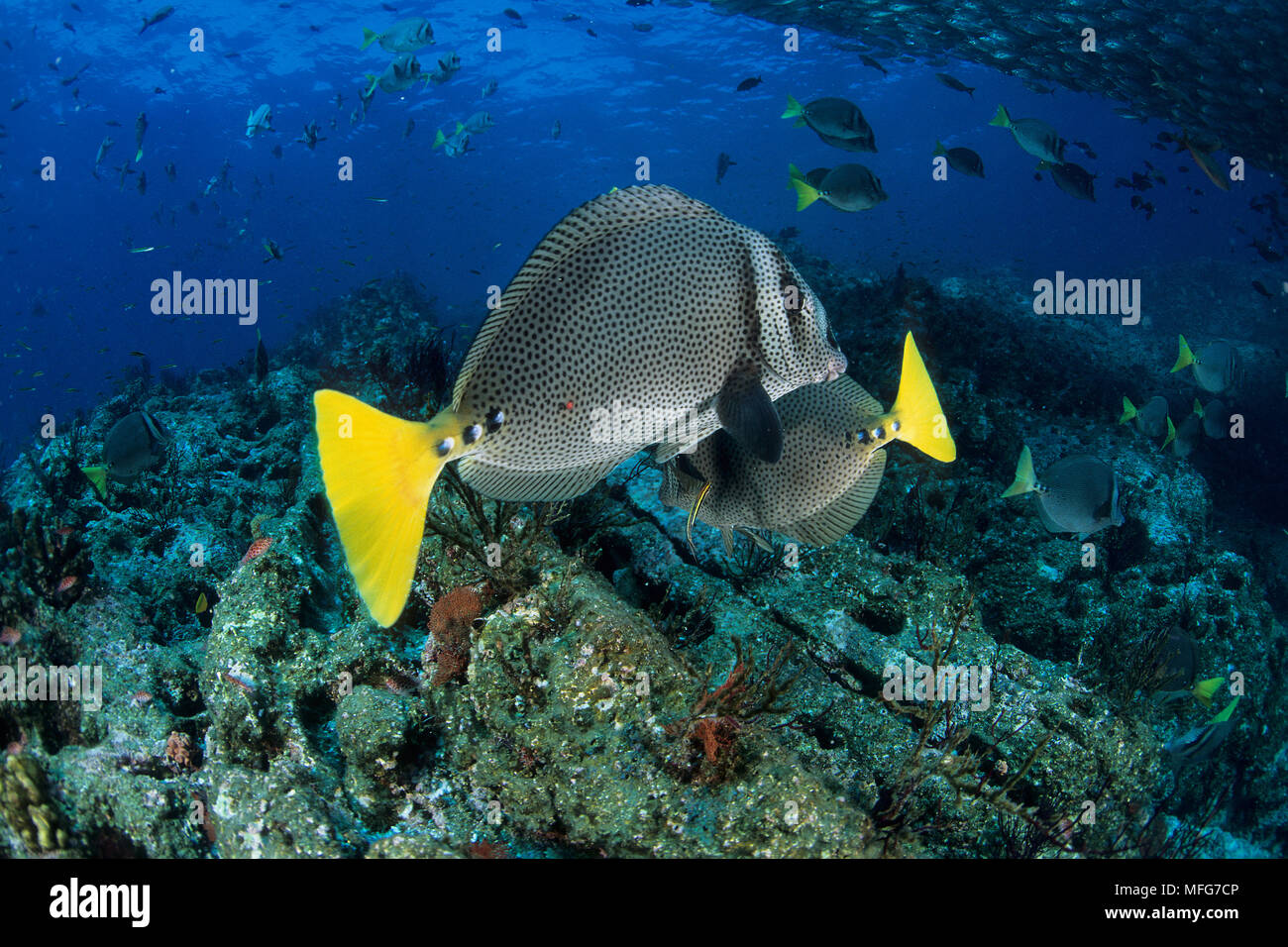 0024 hi-res stock photography and images - Alamy