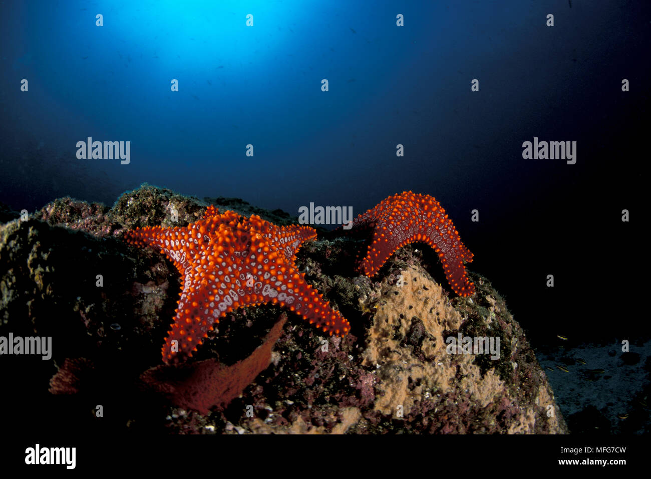 Panamic cushion star, Pentaceraster cumingi, Sea of Cortez, Baja ...