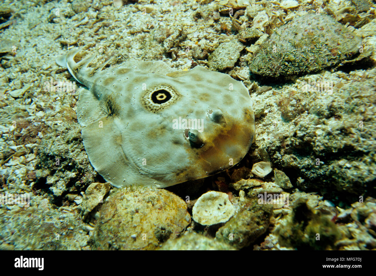 Diplobatis hi-res stock photography and images - Alamy