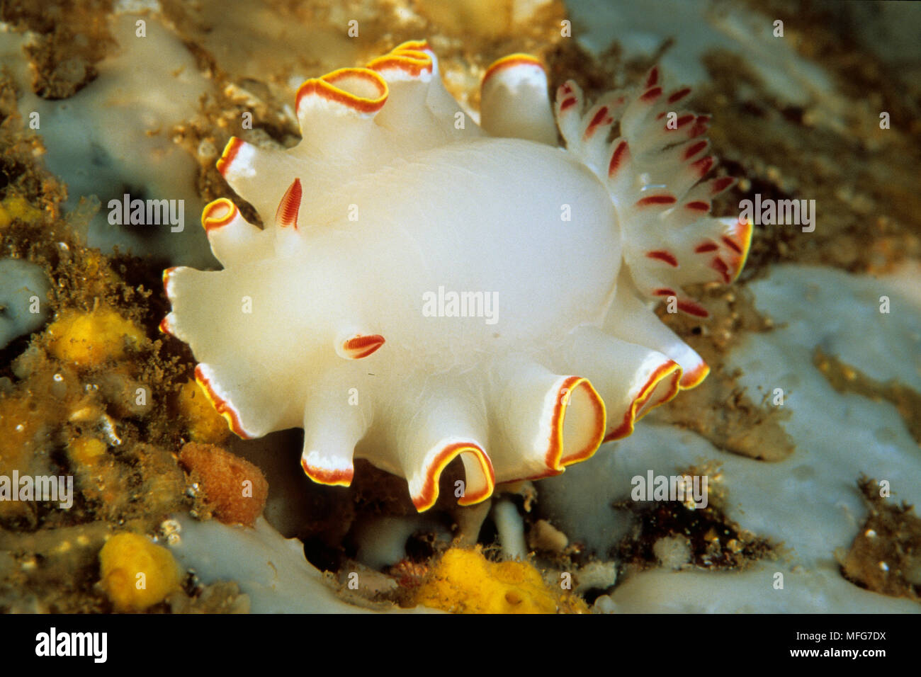Sedna hi-res stock photography and images - Alamy
