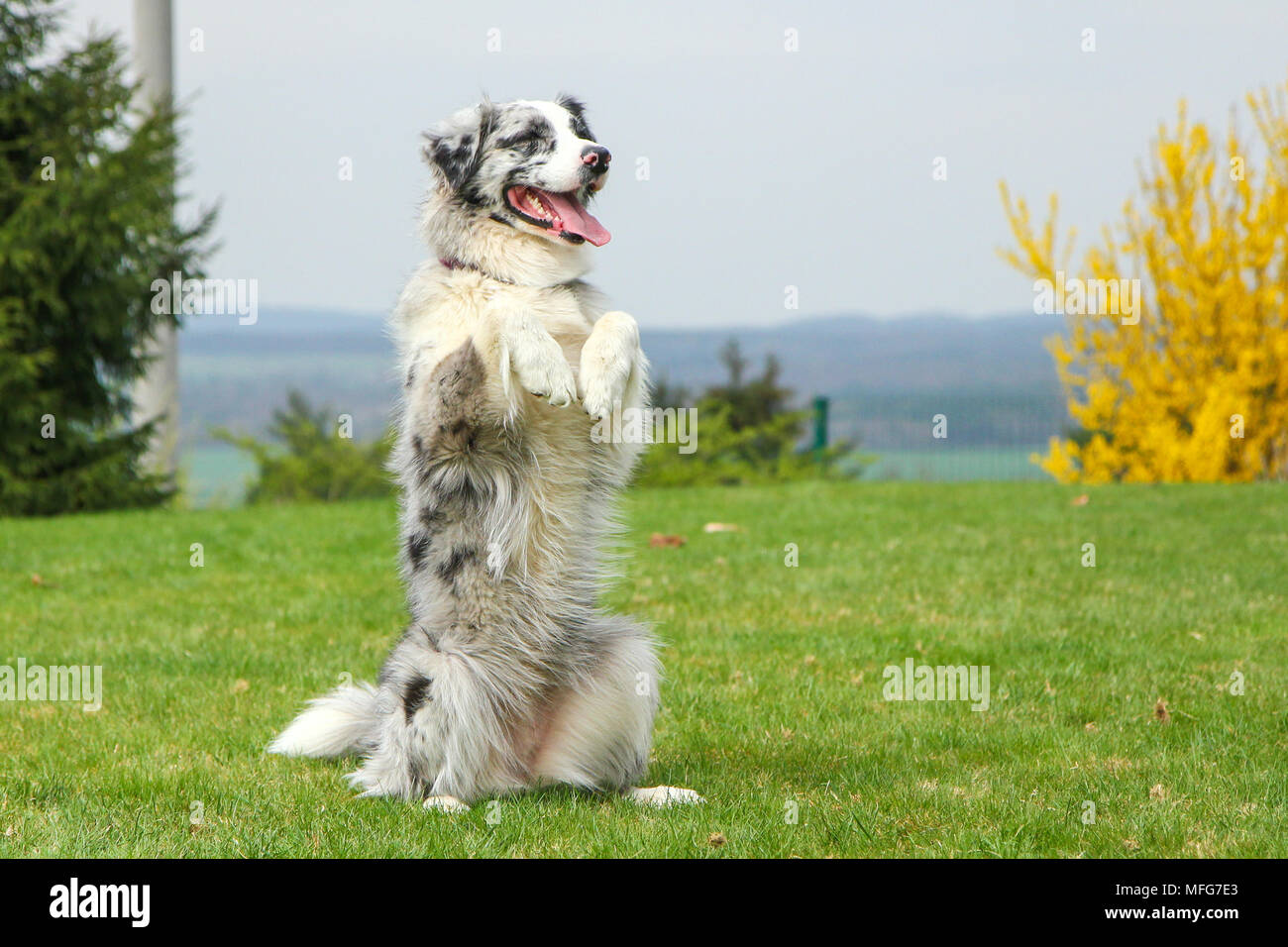 A cute Australian shepherd is sitting on his hind legs and looking cute ...
