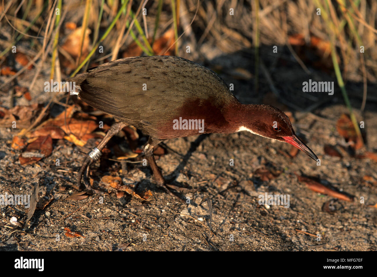Aldabra Rail (Dryolimnas aldabranus), the last flightless bird of the tropical western Indian ...