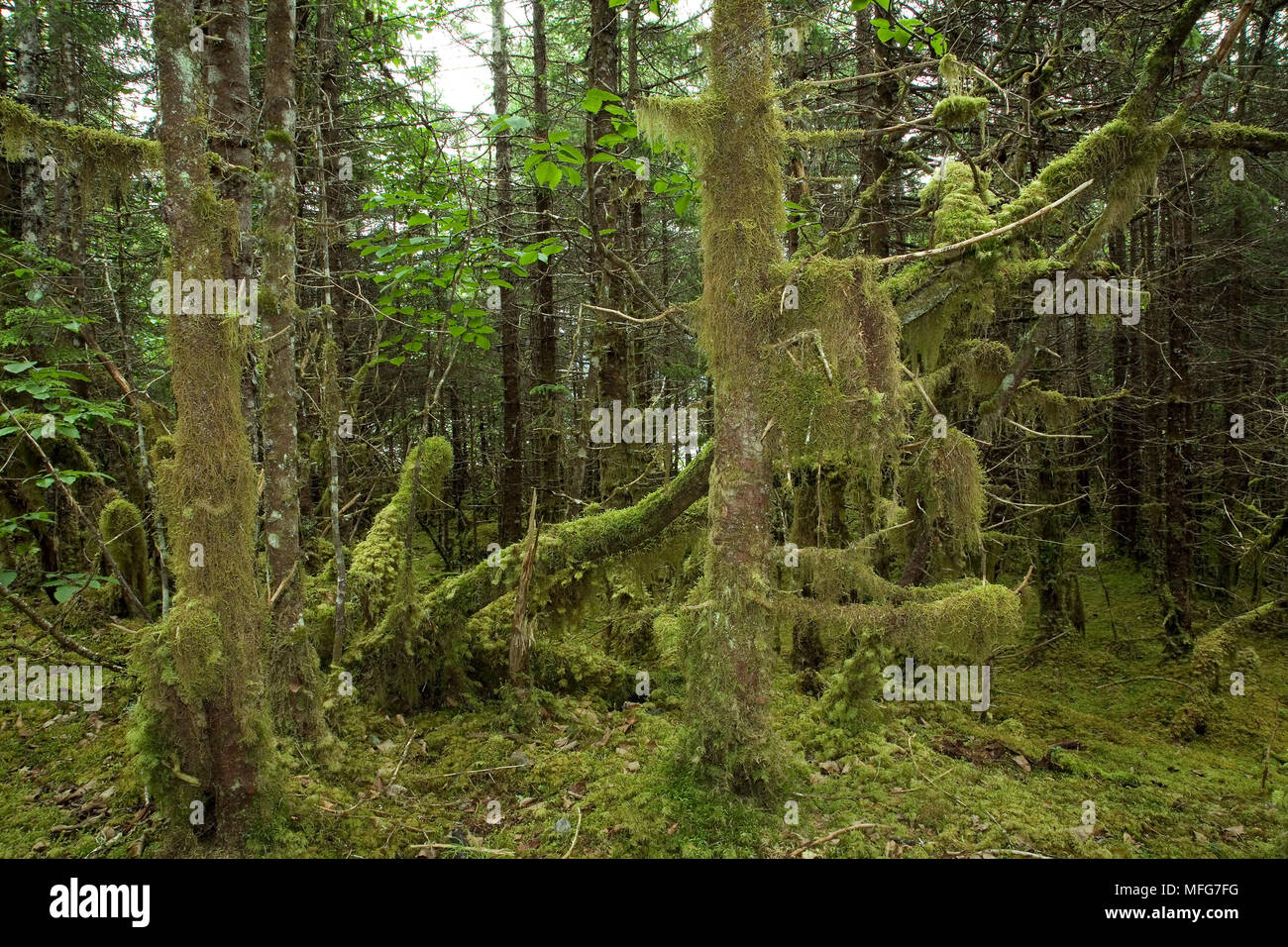 Tongass National Forest, near Juneau, Alaska, North Pacific Ocean Date ...