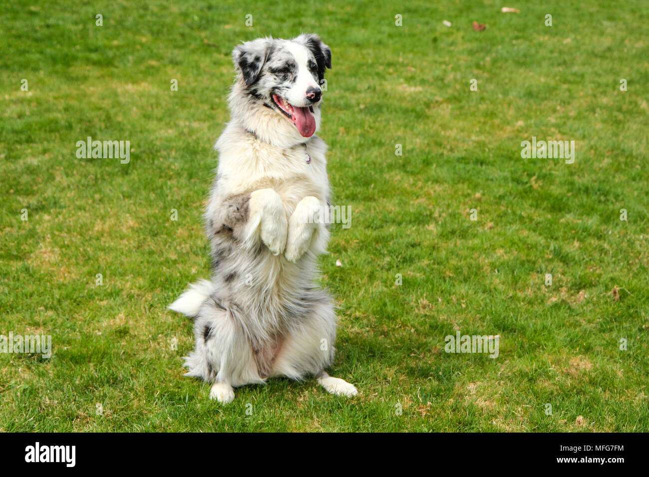 A cute Australian shepherd is sitting on his hind legs and looking cute ...