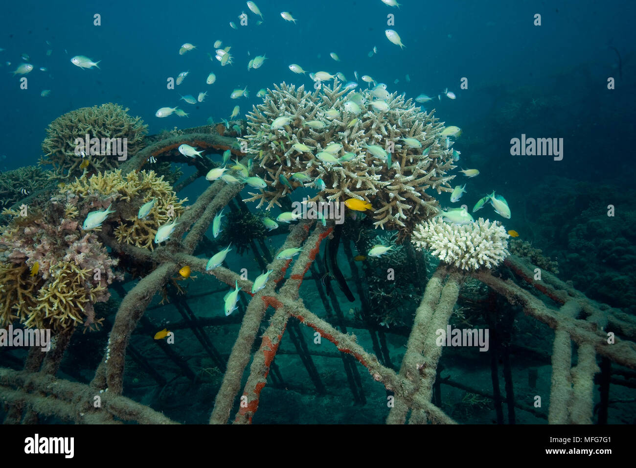 Fishes attracted on the corals attached to the structure of bio-rock ...