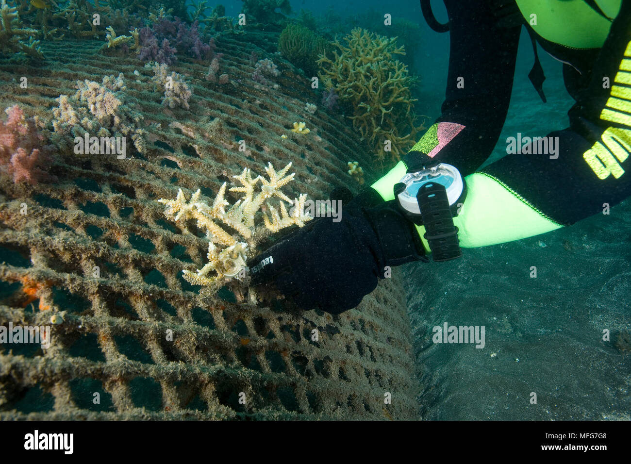 Biorock bali indonesia coral hi-res stock photography and images - Alamy