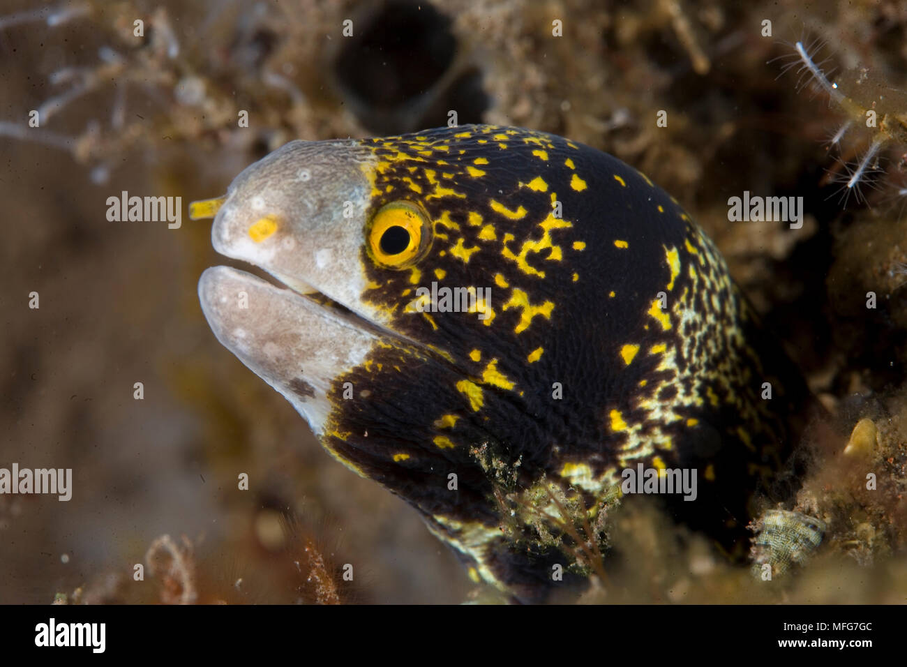 Snowflake moray, Echidna nebulosa, Seraya dive site, Tulamben, Bali ...