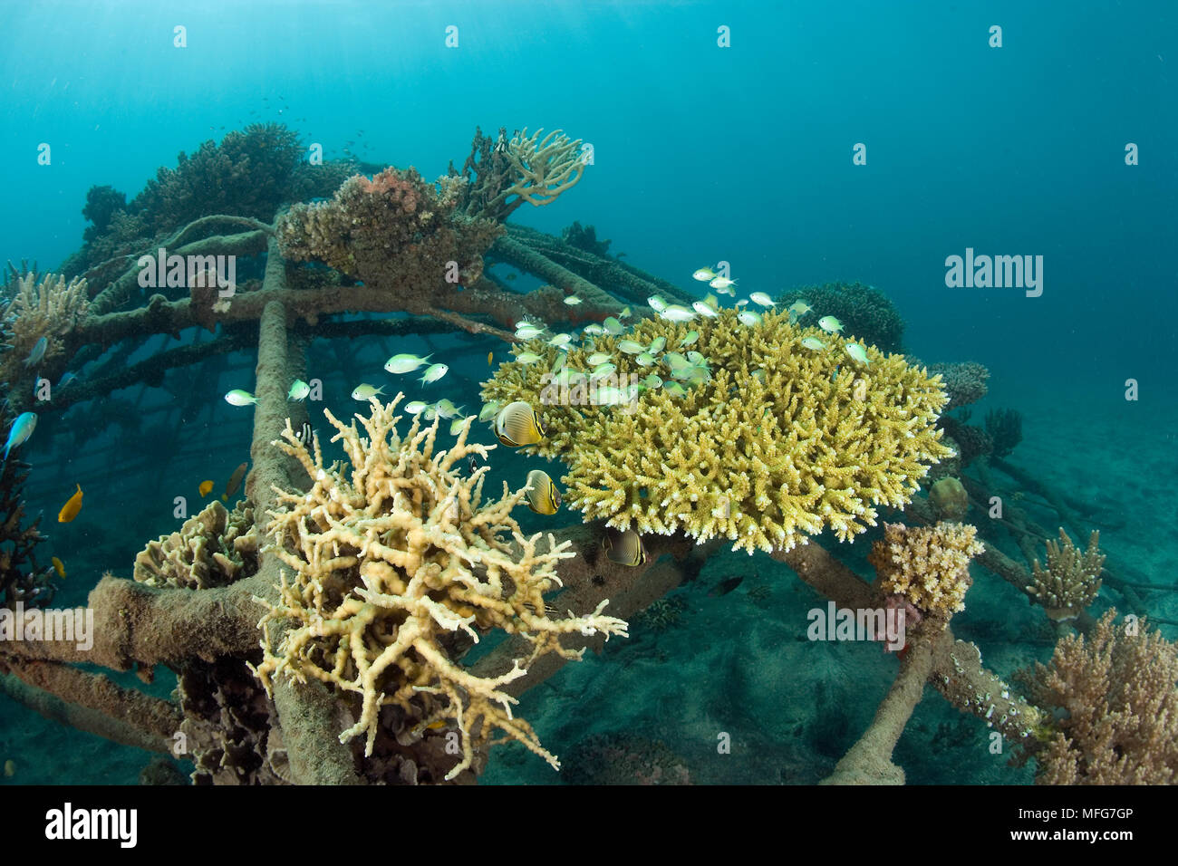 Structure of bio-rock, method of enhancing the growth of corals and ...