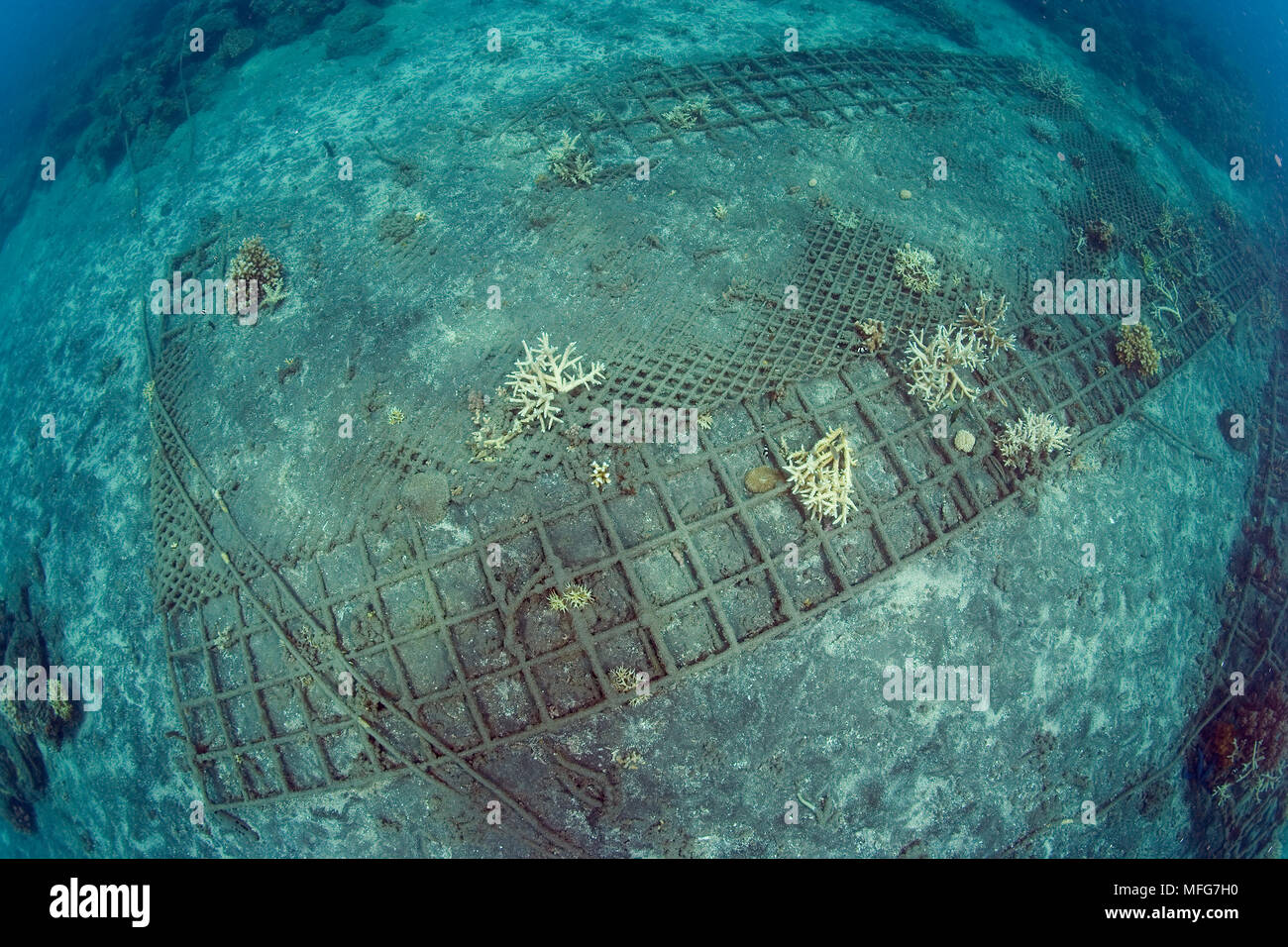 Structure of bio-rock, method of enhancing the growth of corals and ...