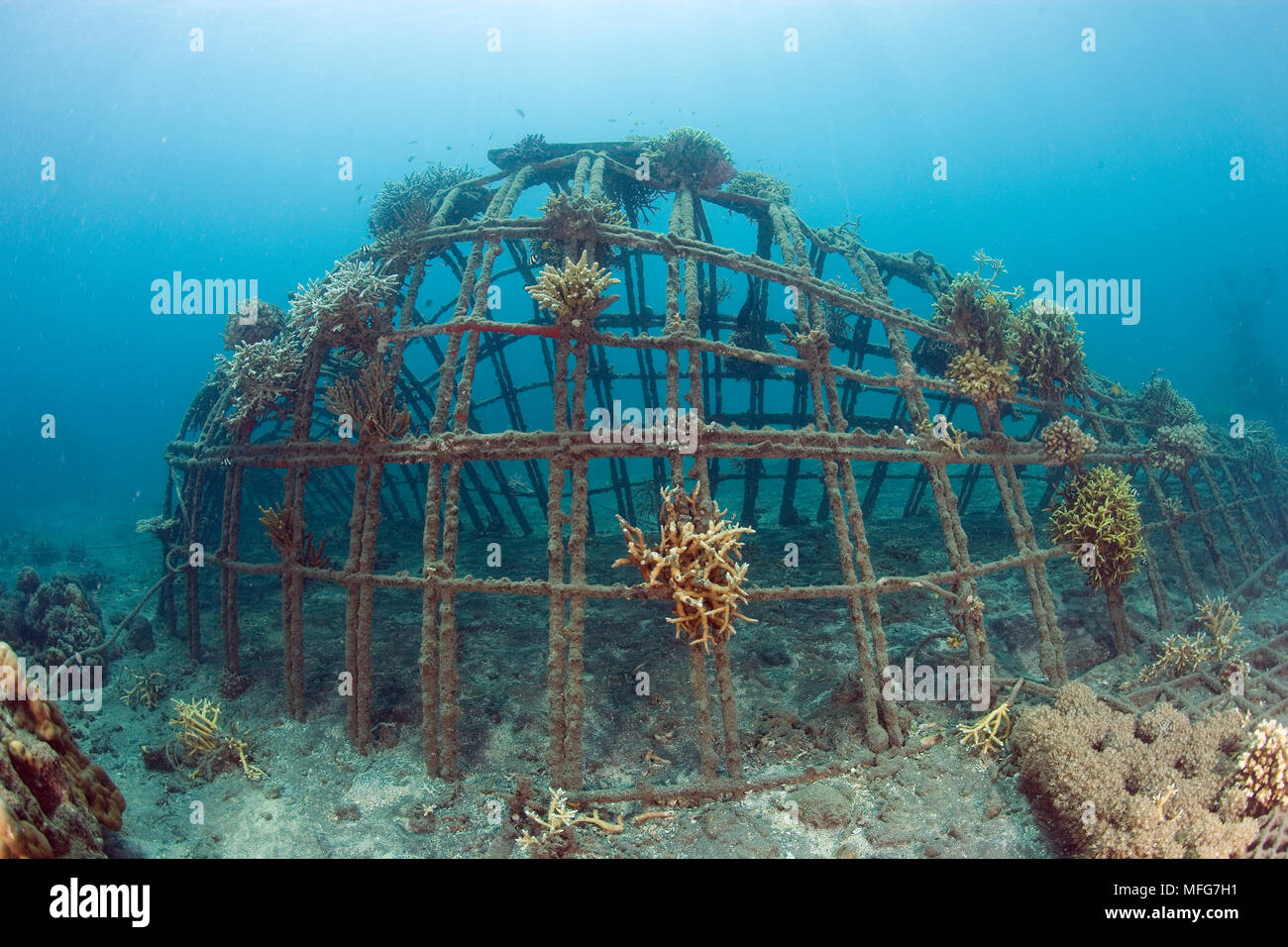 Structure of bio-rock, method of enhancing the growth of corals and ...