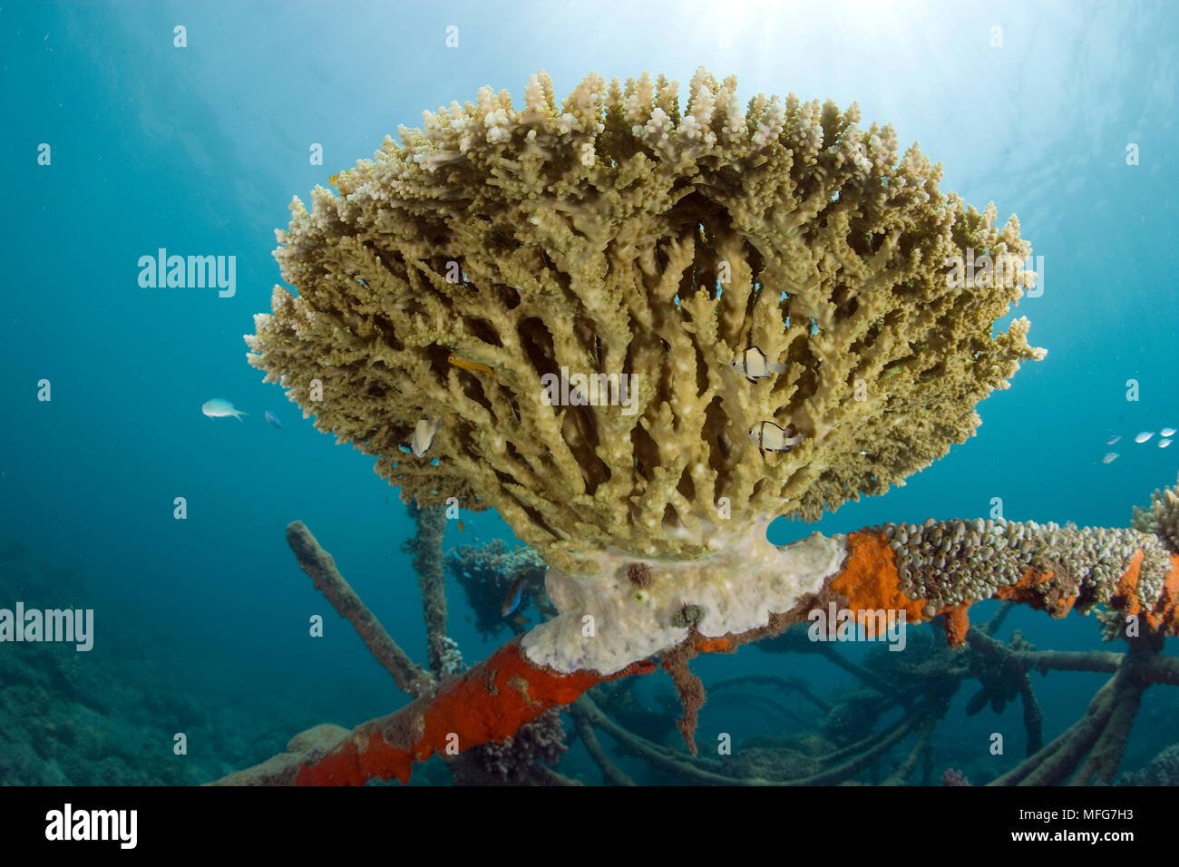 Hard coral on structure of bio-rock, method of enhancing the growth of ...