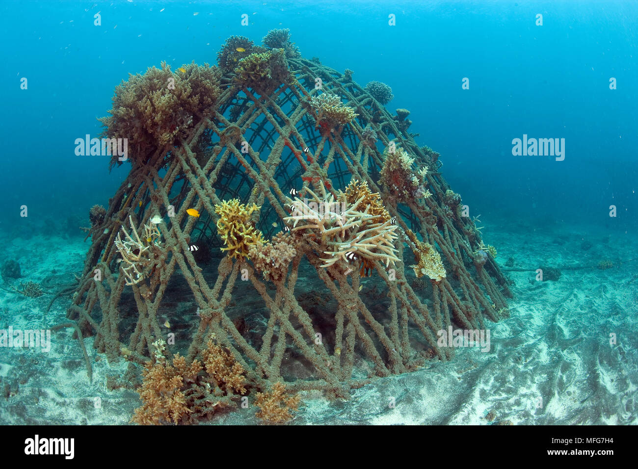 Artificial reef and biorock project hi-res stock photography and images ...