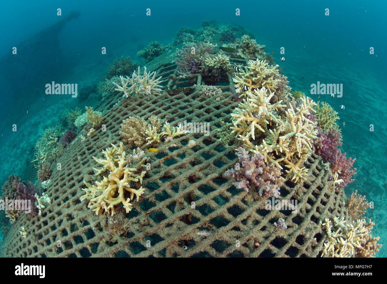 Structure of bio-rock, method of enhancing the growth of corals and ...