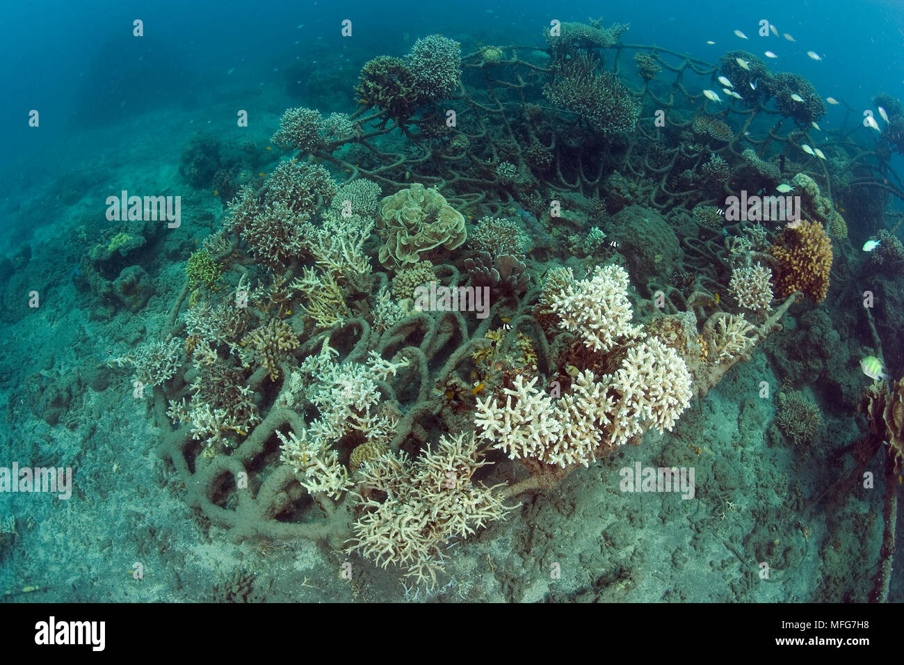 Structure of bio-rock, method of enhancing the growth of corals and ...