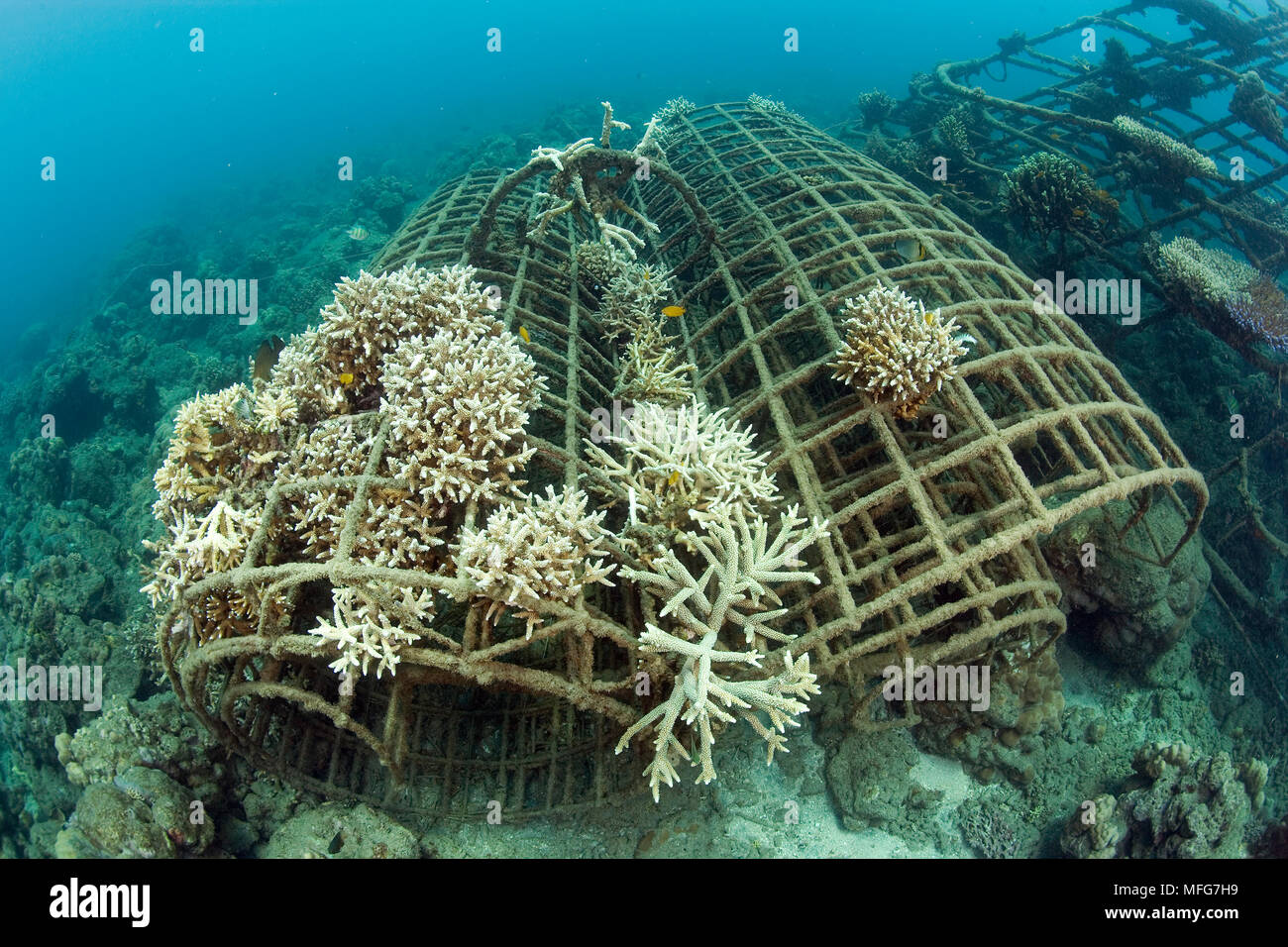 Structure of bio-rock, method of enhancing the growth of corals and ...