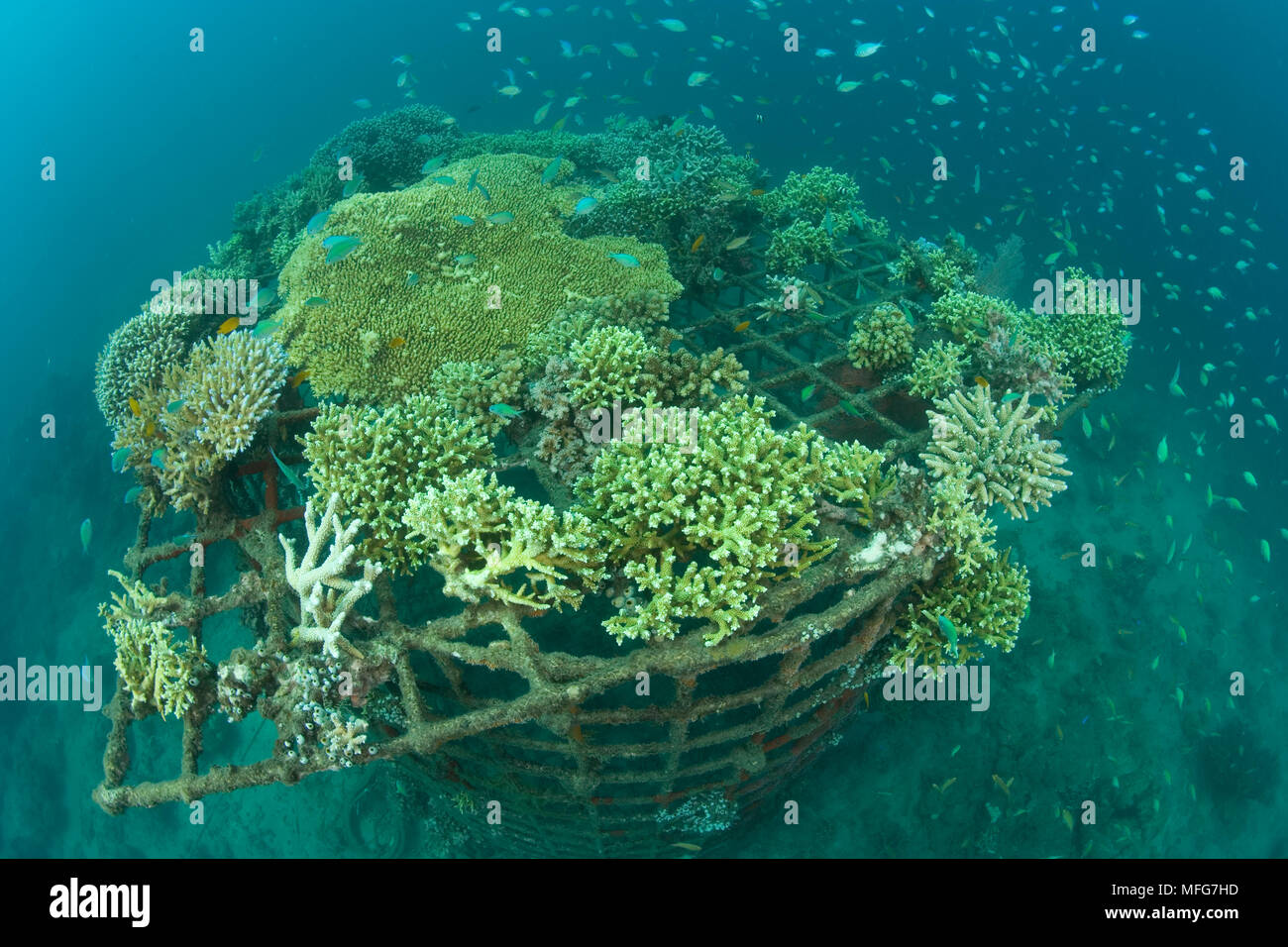 Structure of bio-rock, method of enhancing the growth of corals and ...