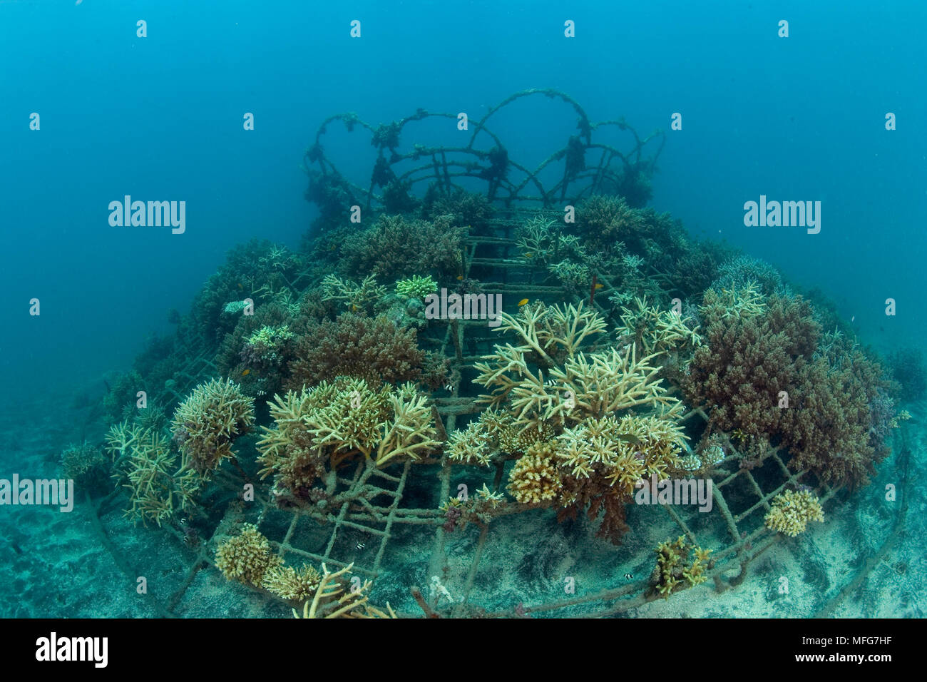 Artificial reef and biorock project hi-res stock photography and images ...