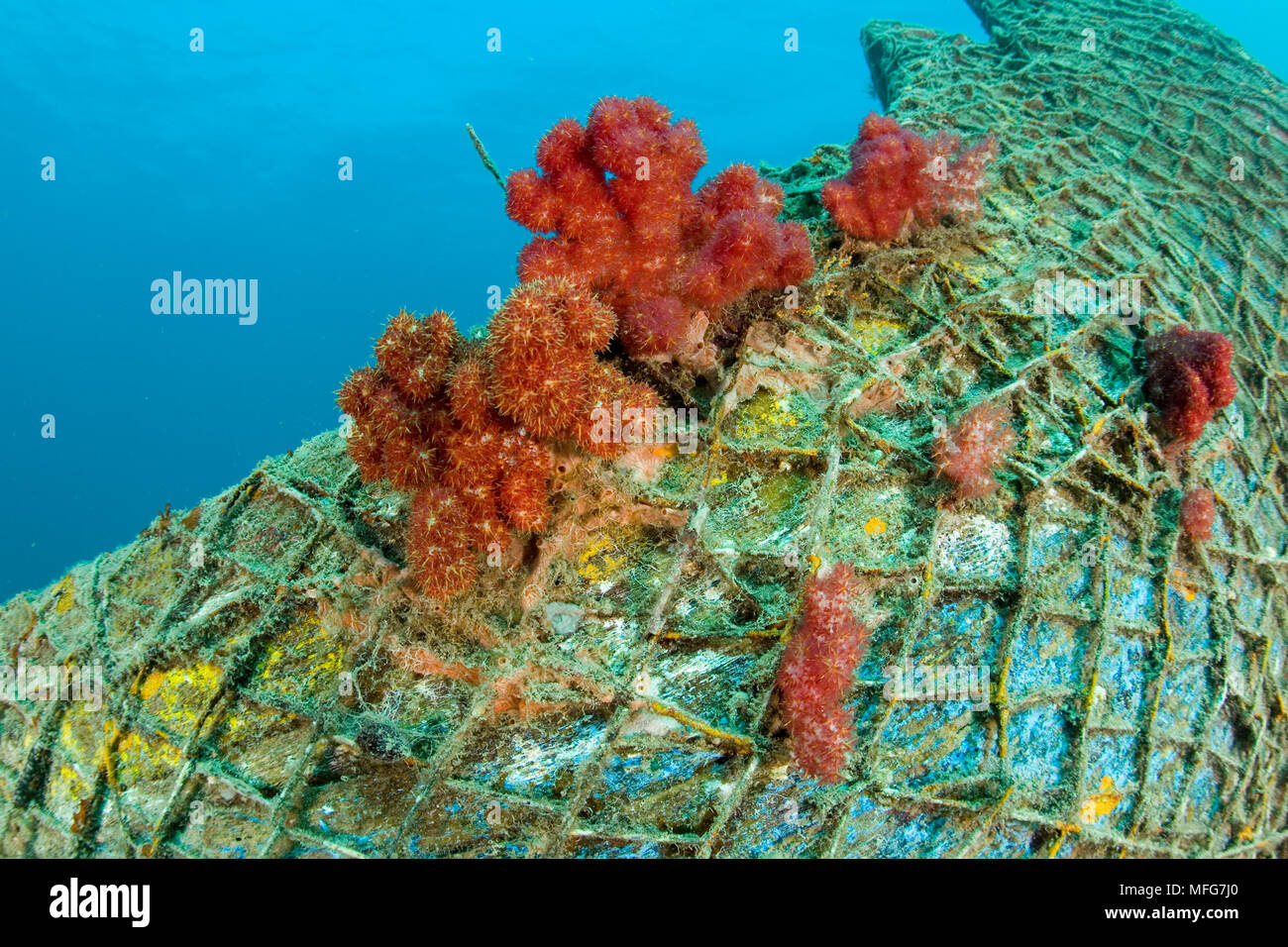 Structure of bio-rock, method of enhancing the growth of corals and ...