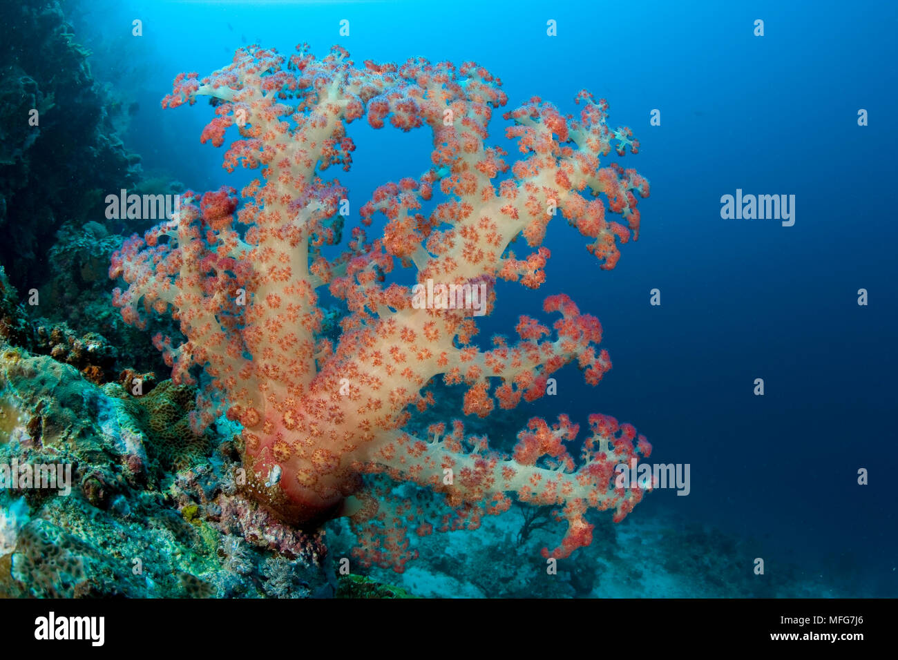 Tree like coral hi-res stock photography and images - Alamy