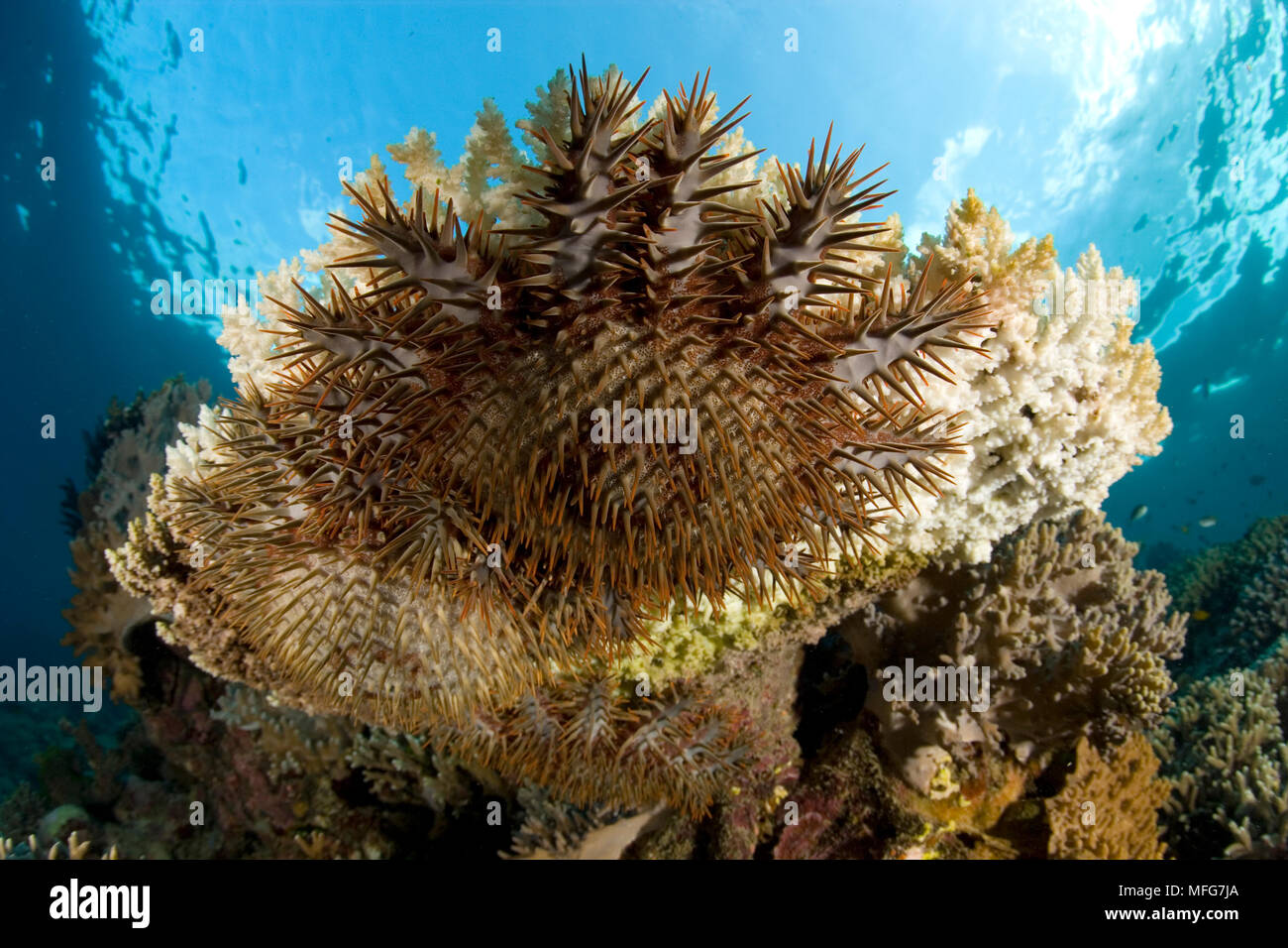 Crown corals hi-res stock photography and images - Alamy