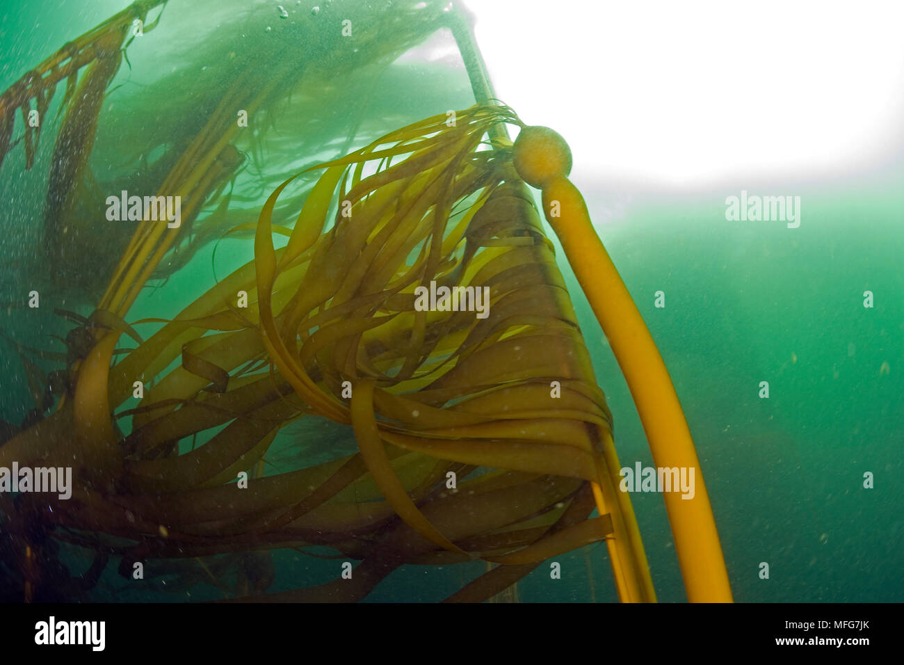 Bull kelp (nereocystis luetkeana) hi-res stock photography and images ...