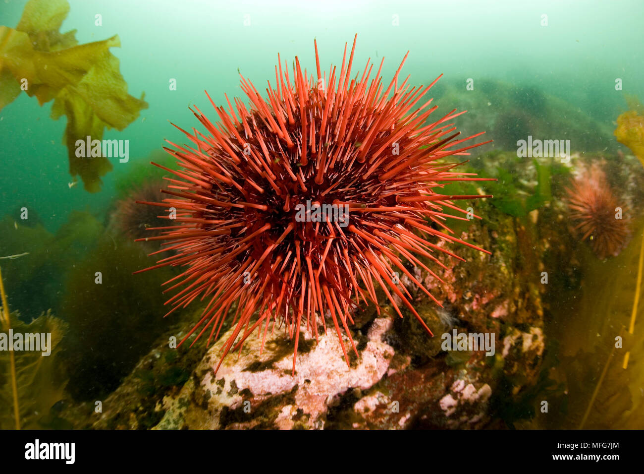 Giant red sea urchin strongylocentrotus franciscanus hi-res stock ...