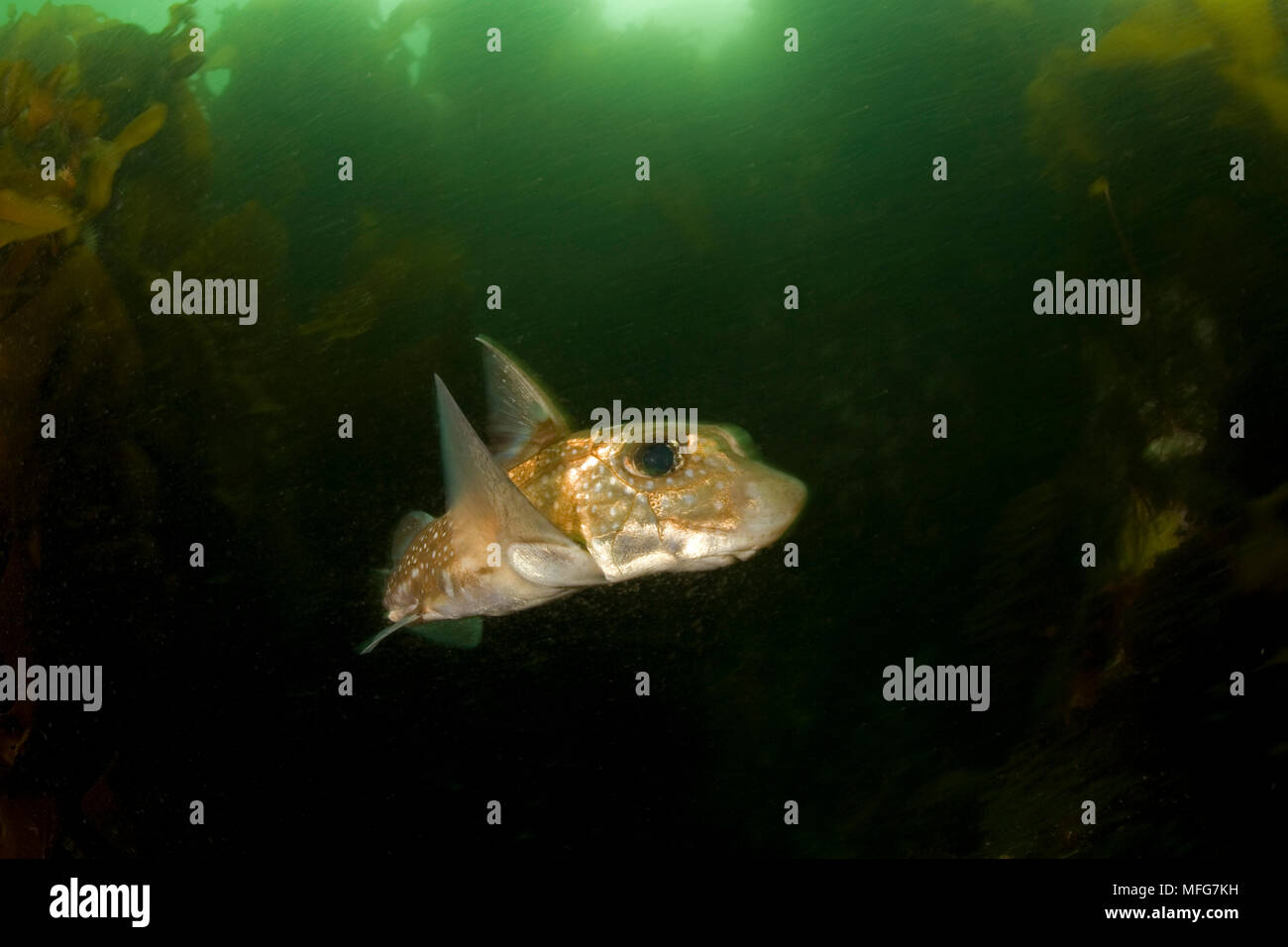 Chimaera, spotted ratfish, ghost shark, Hydrolagus colliei, Vancouver ...