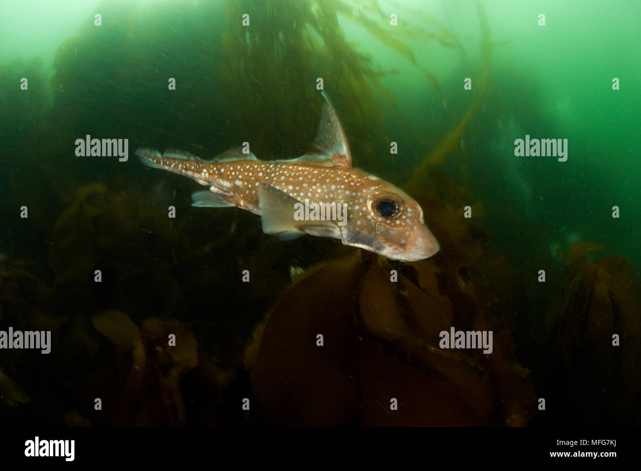 Chimaera fish hi-res stock photography and images - Alamy