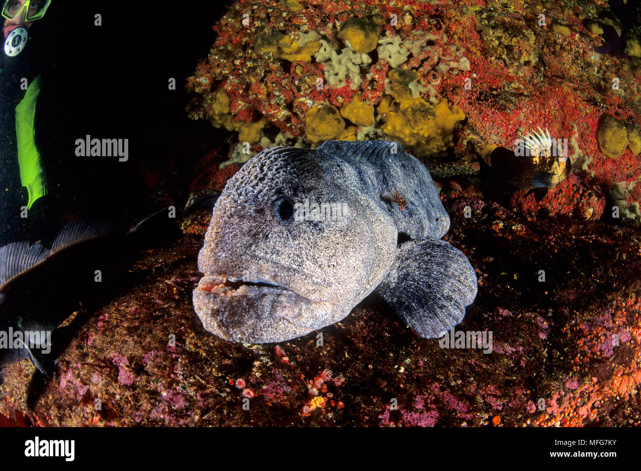Wolf eel hi-res stock photography and images - Alamy