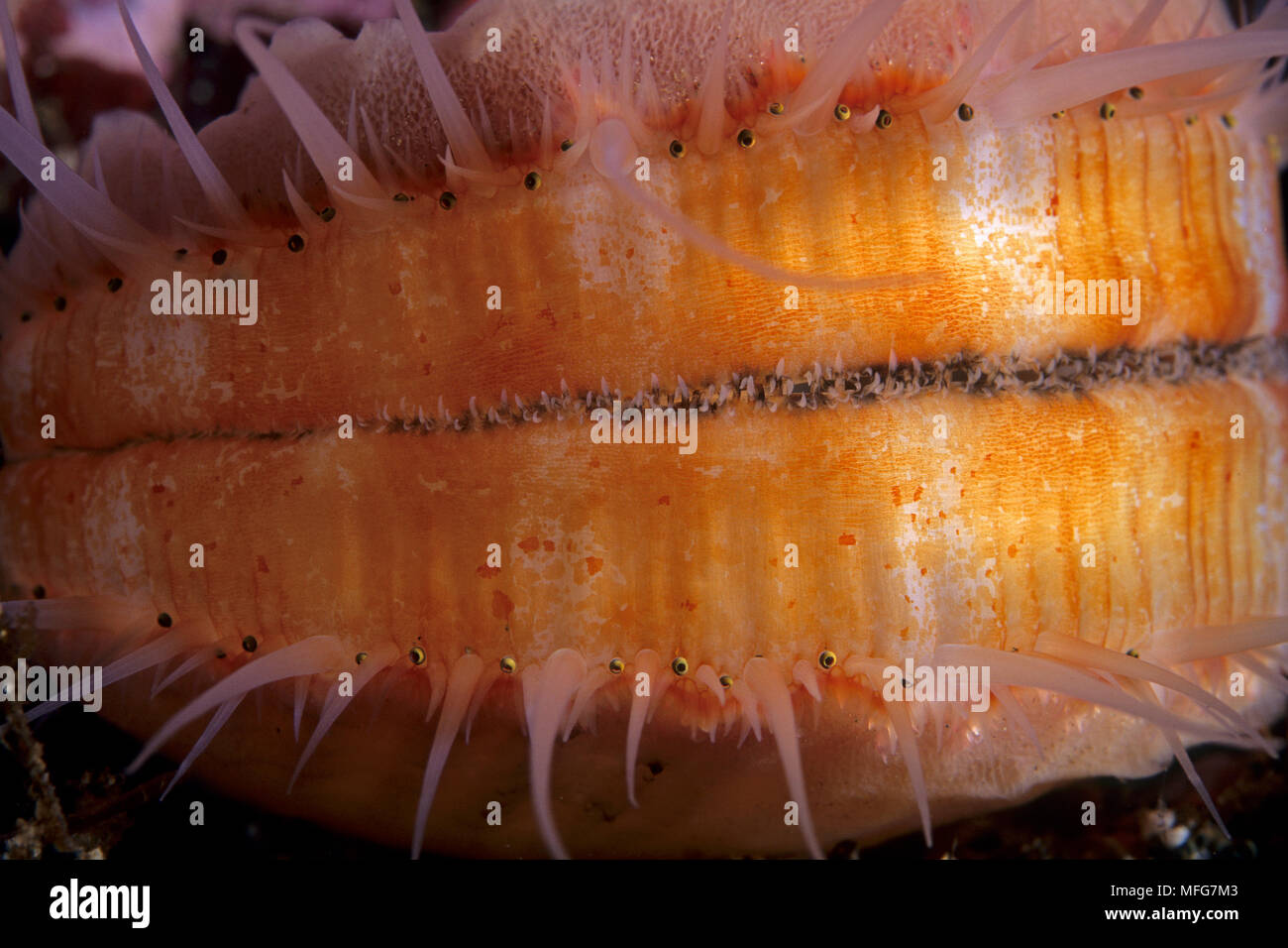 Chlamys hi-res stock photography and images - Alamy