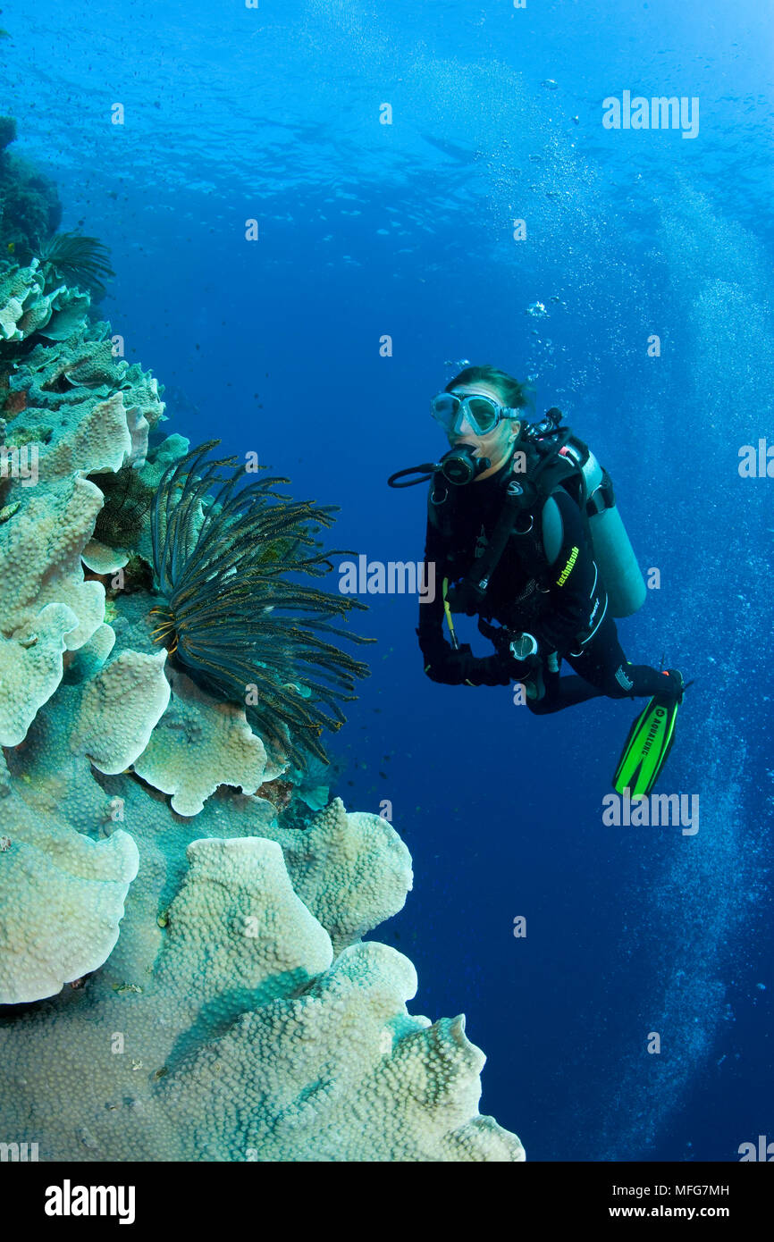 Scuba diver and crinoids or feather star, Talisay Tree Reef, Cabilao ...