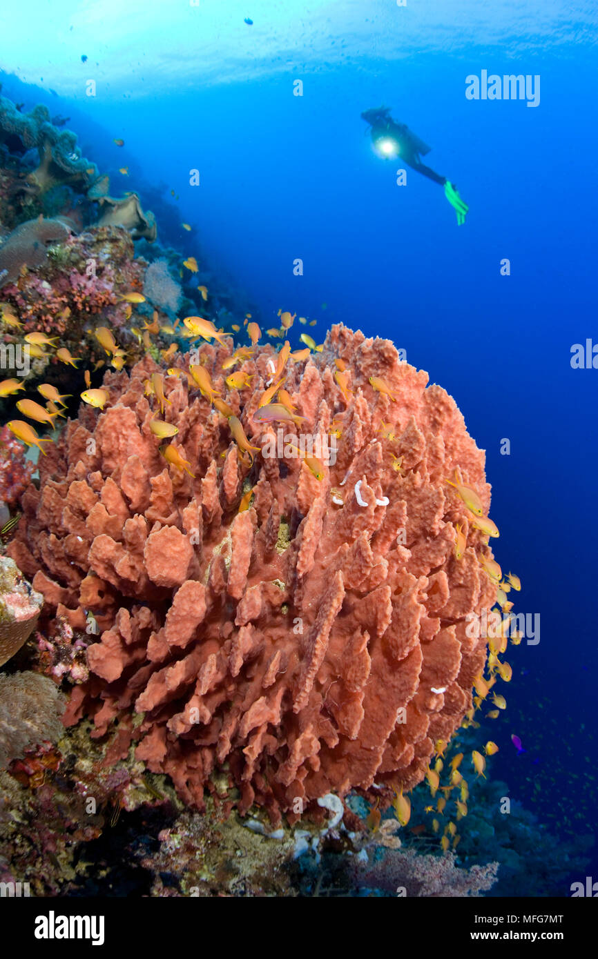 Scuba diver and barrel sponge, Xestospongia testudinaria, Lighthouse ...