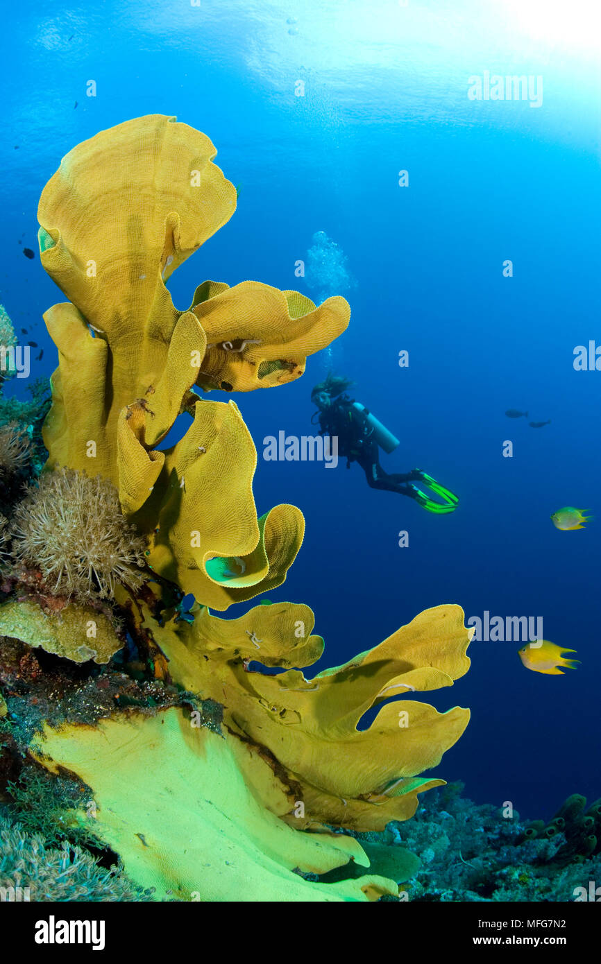Elephant ear sponges hi-res stock photography and images - Alamy