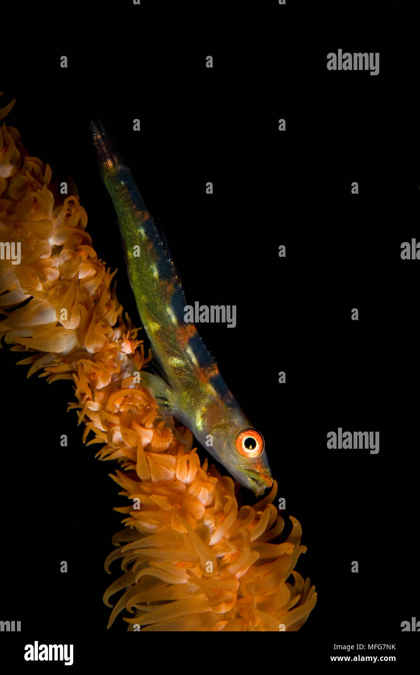 Goby, Bryaninops loki, on a wire coral, Gorgonia Wall Reef, Capilao ...