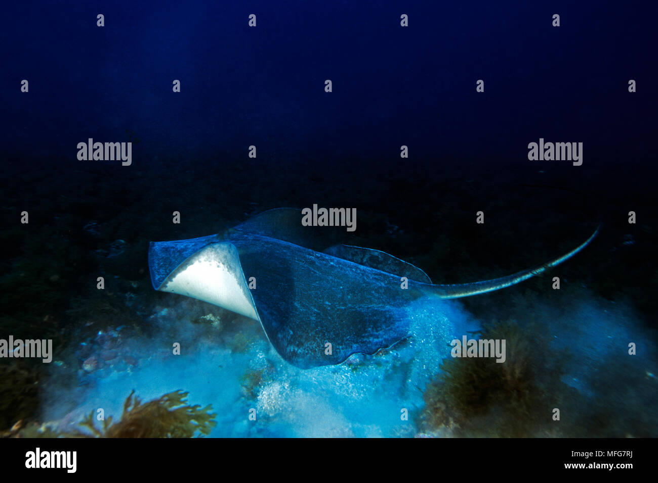 South atlantic stingrays hi-res stock photography and images - Alamy