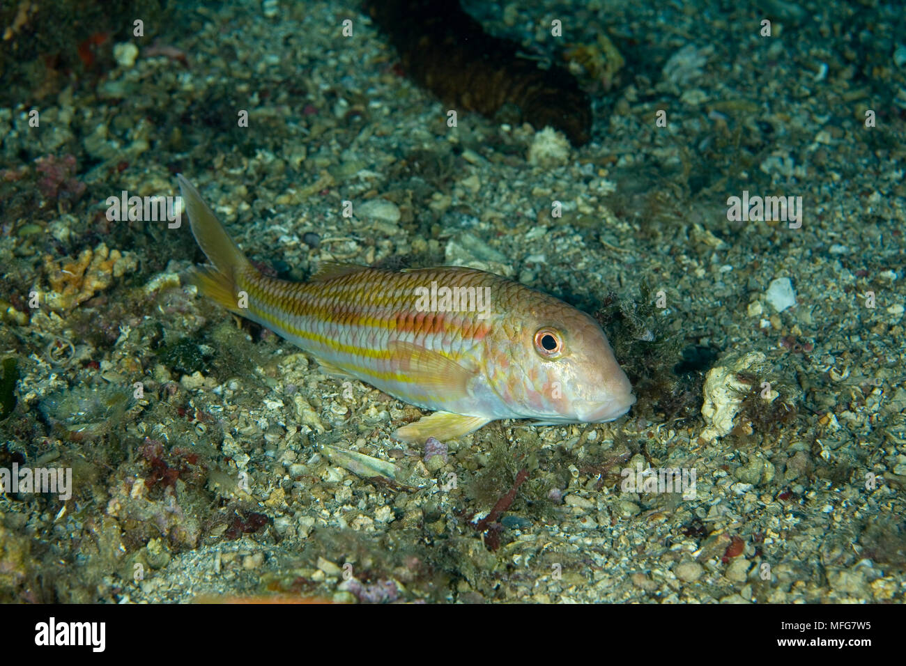 Striped mullet hi-res stock photography and images - Alamy