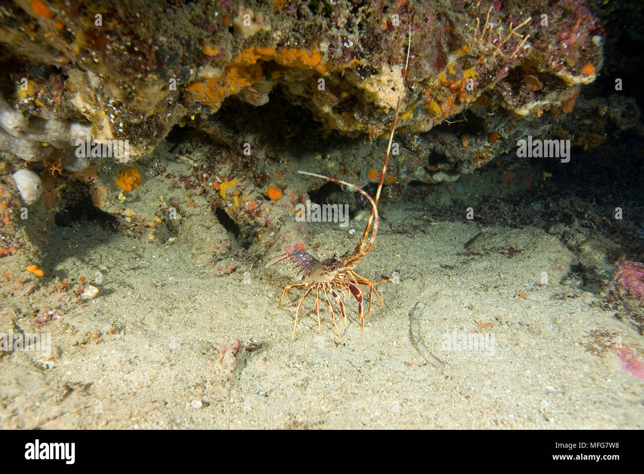 Palinurus elephas hi-res stock photography and images - Alamy